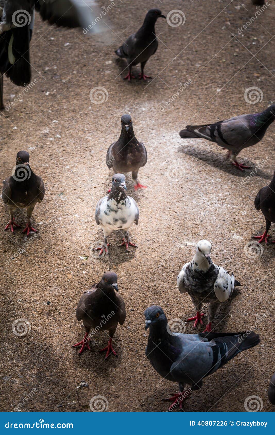 Pigeon in nature stock photo. Image of pigeon, nature - 40807226