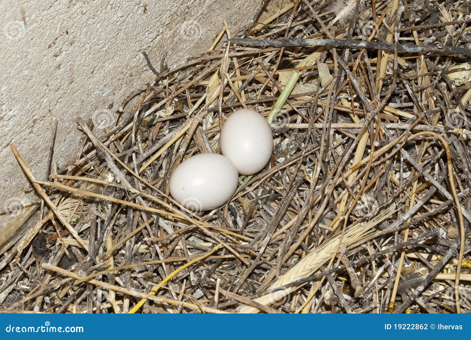 Pigeon nest stock photo. Image of wildlife, pair, domestic - 19222862