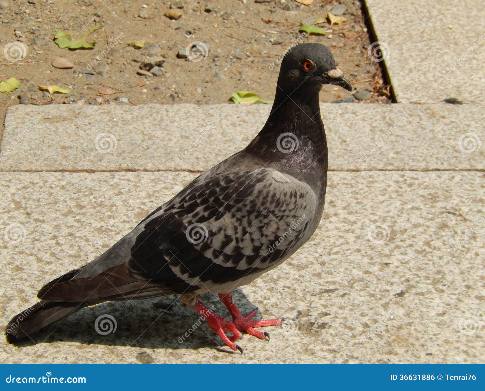 Hanazo Jinja Stock Photos - Free & Royalty-Free Stock Photos from ...