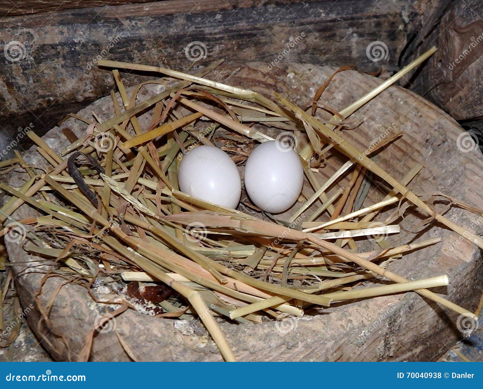 Pigeon nest stock photo. Image of birth, nature, thatch - 70040938