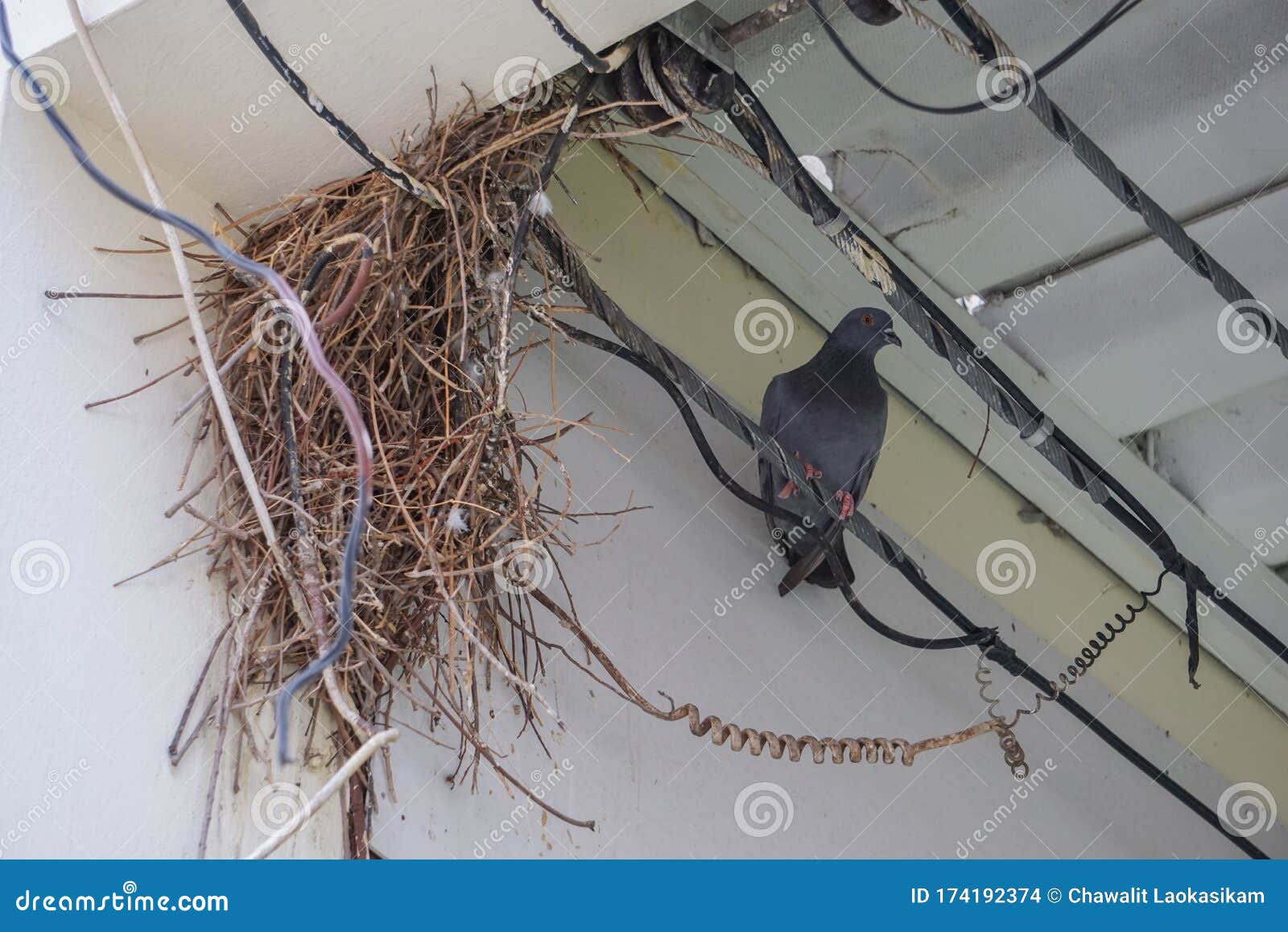 Pigeon Nesting on an Electric Wire Stock Photo - Image of nature, wing ...