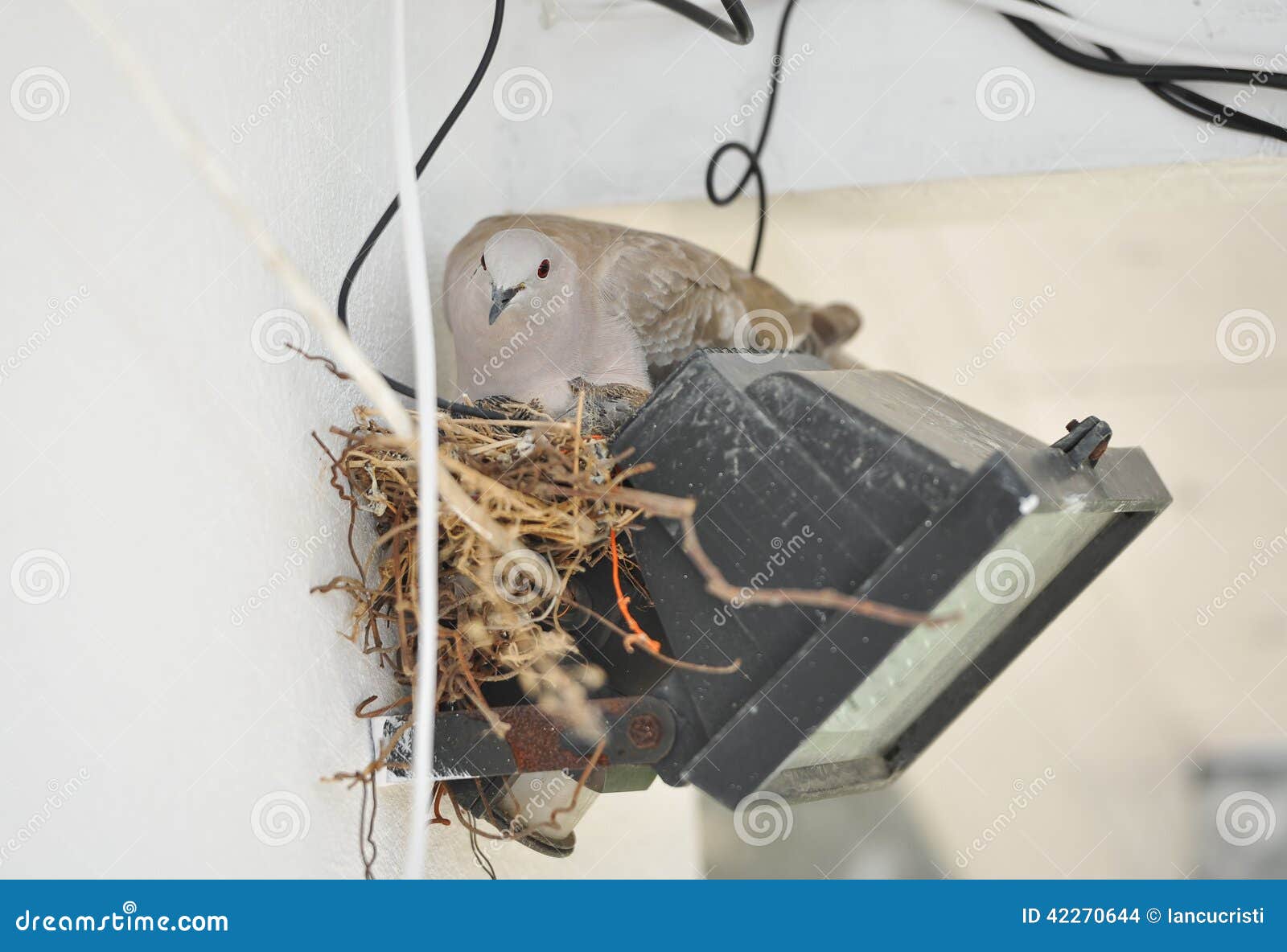 Pigeon Nesting on Spotlight. Pigeon Sits on the Nest Stock Photo ...