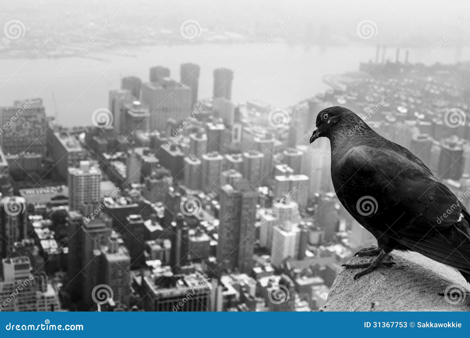 Pigeon in New York stock image. Image of city, states - 31367753