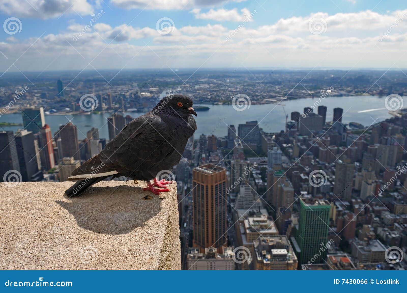 Pigeon and New York City stock photo. Image of dove, pigeon - 7430066