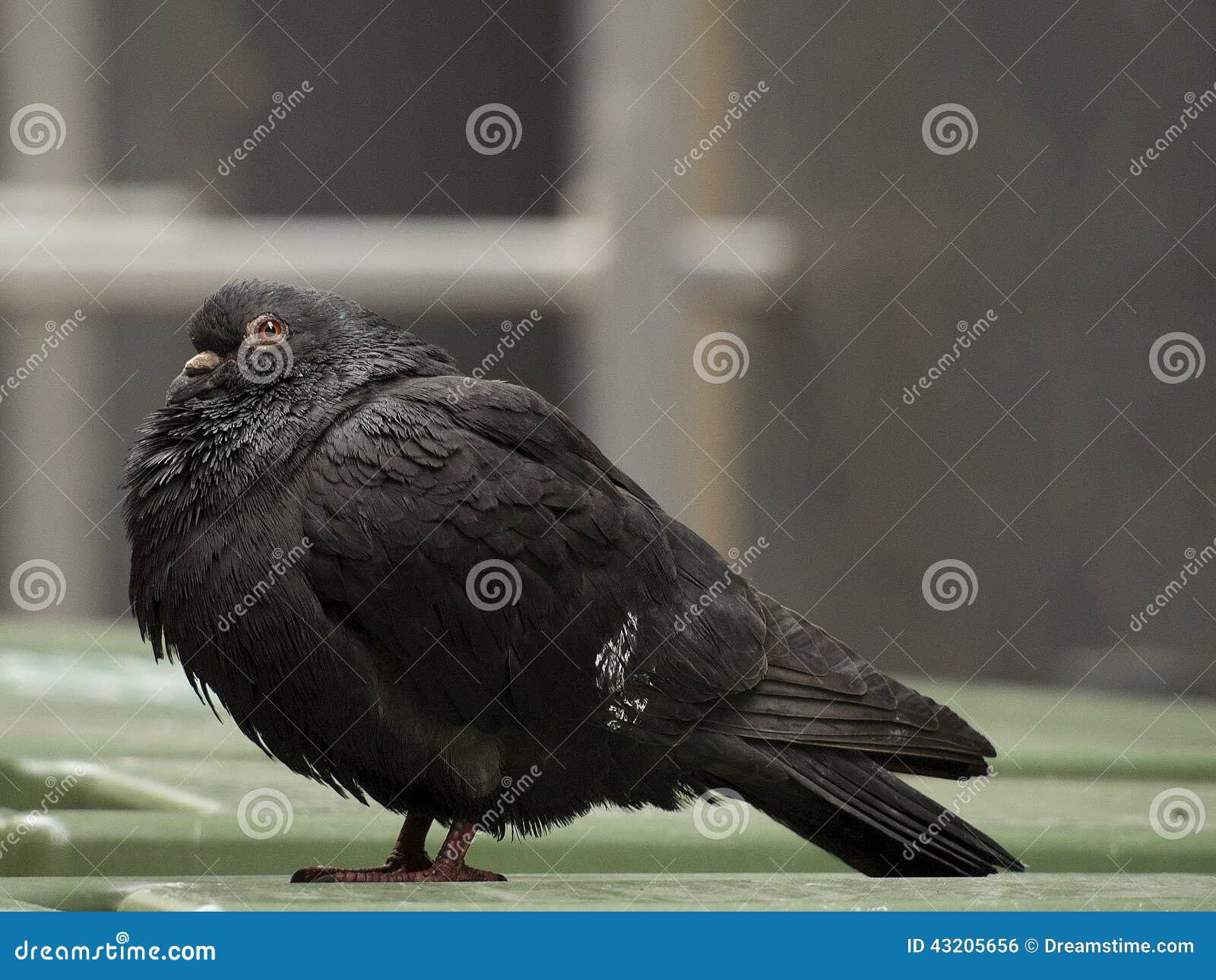17,531 Pigeon Noir Photos libres de droits et gratuites de Dreamstime