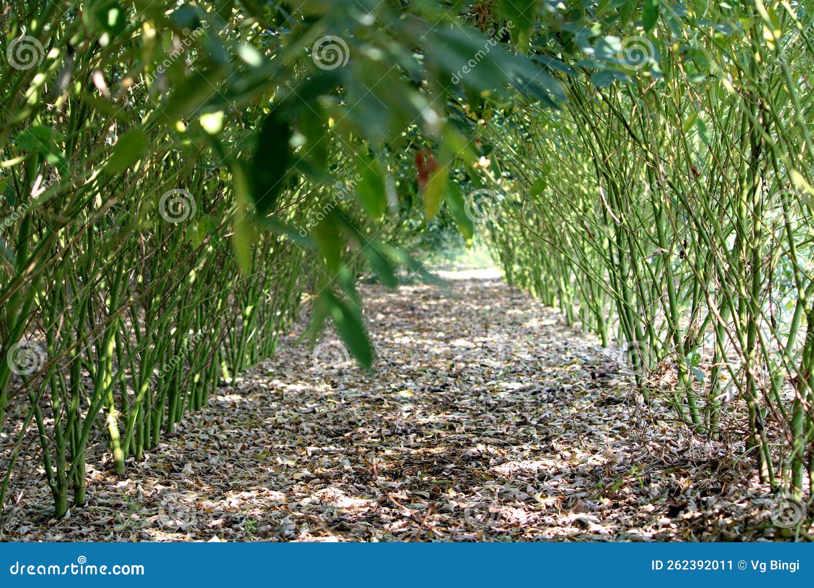 Guandul Stock Photos - Free & Royalty-Free Stock Photos from Dreamstime