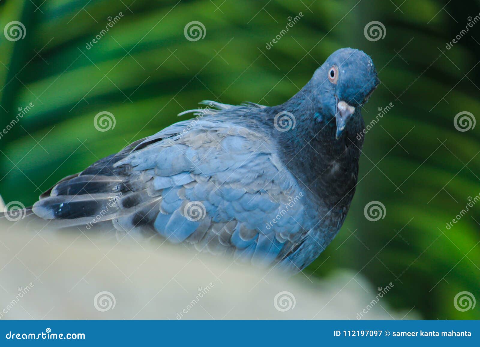 Pigeon peeping stock image. Image of look, angry, peeping - 112197097