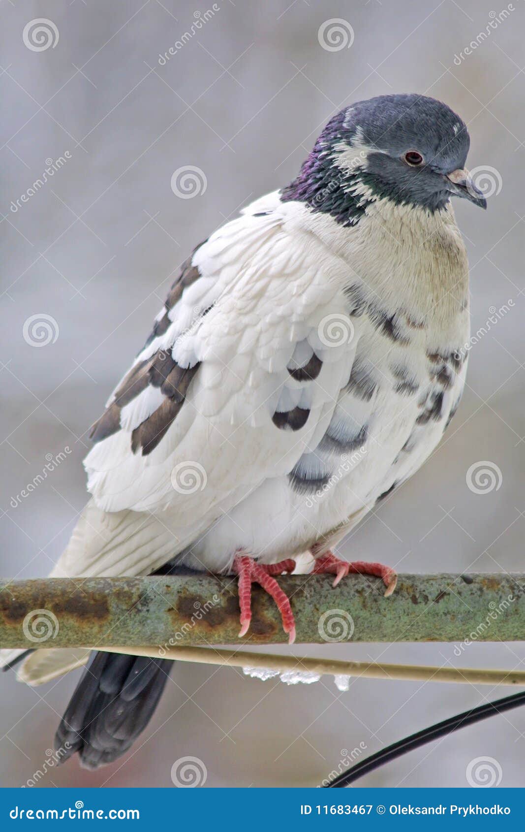 Pigeon on a perch stock image. Image of animal, outdoors - 11683467