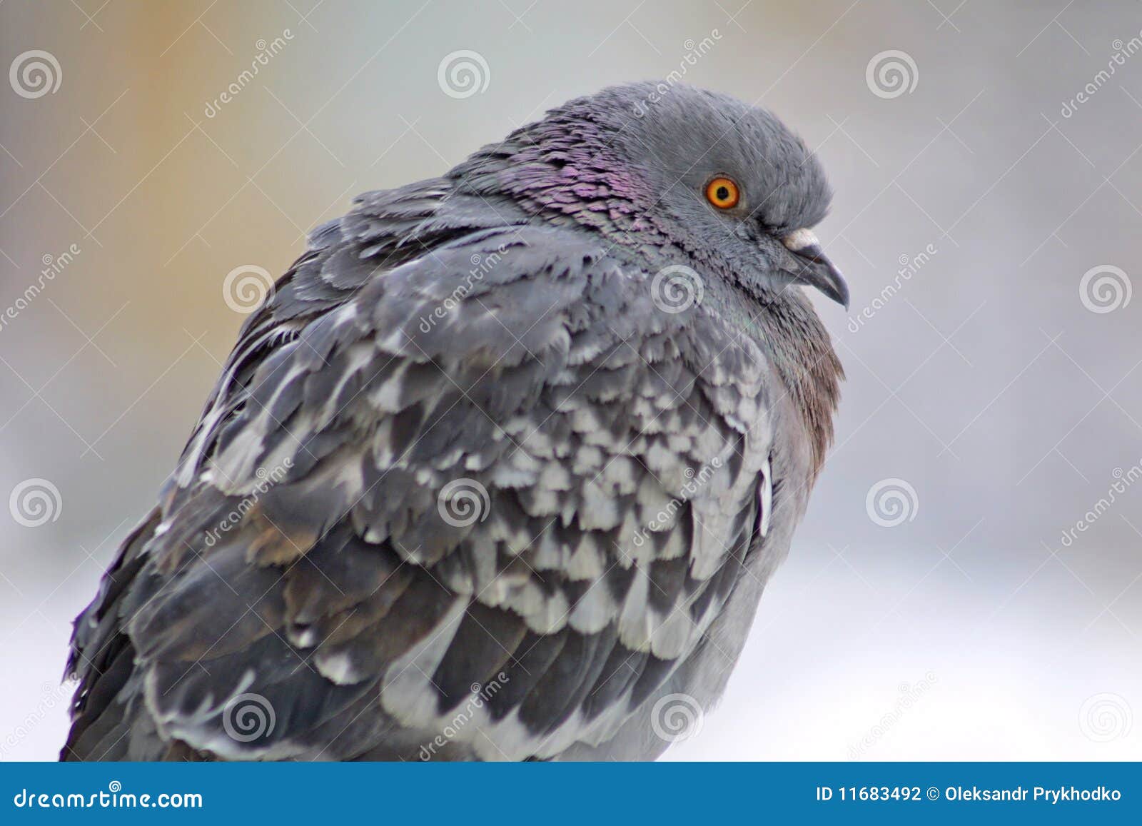 Pigeon on a perch stock photo. Image of perch, heads - 11683492