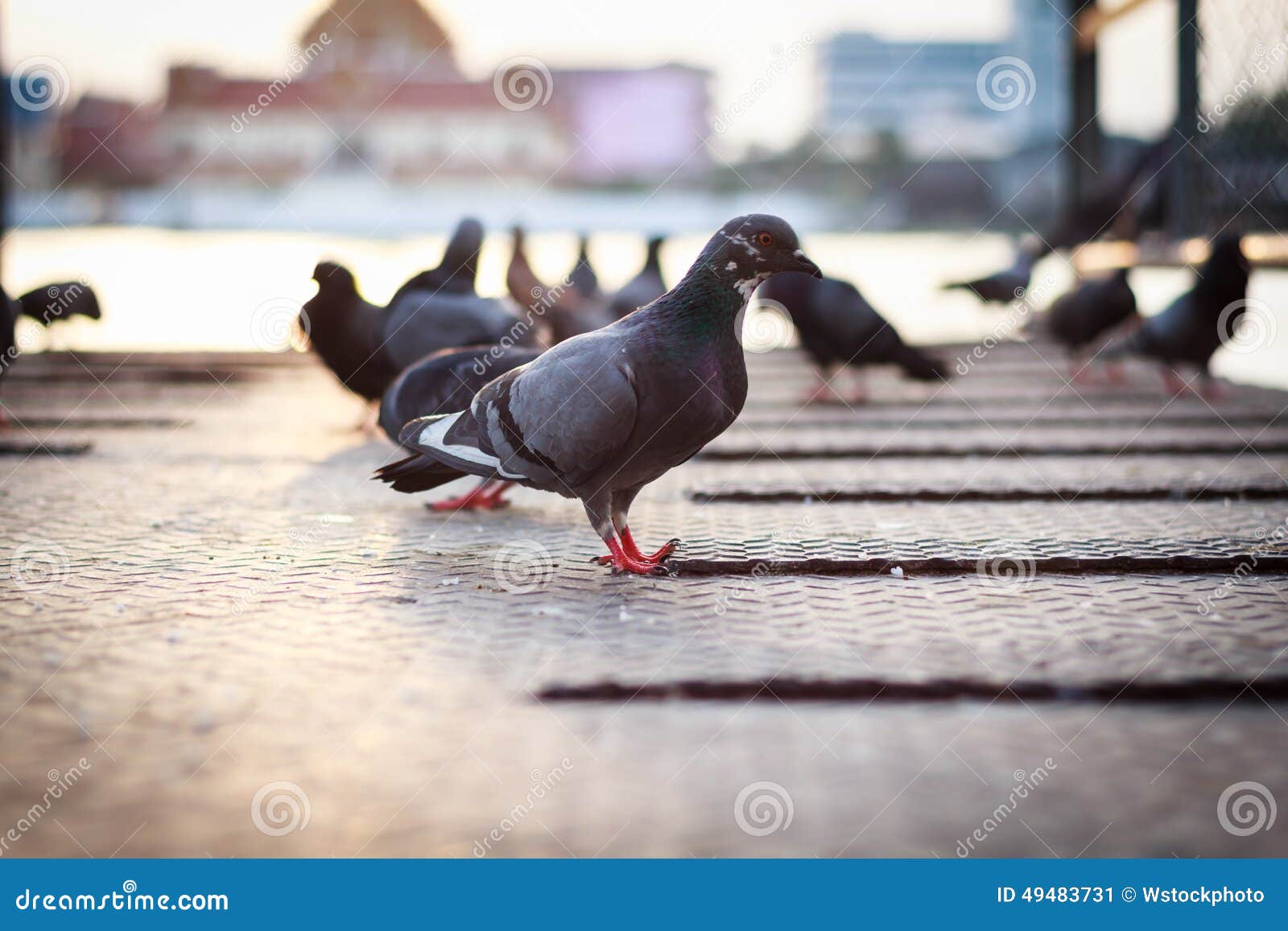 Pigeon perch on boat pier stock image. Image of carrier - 49483731