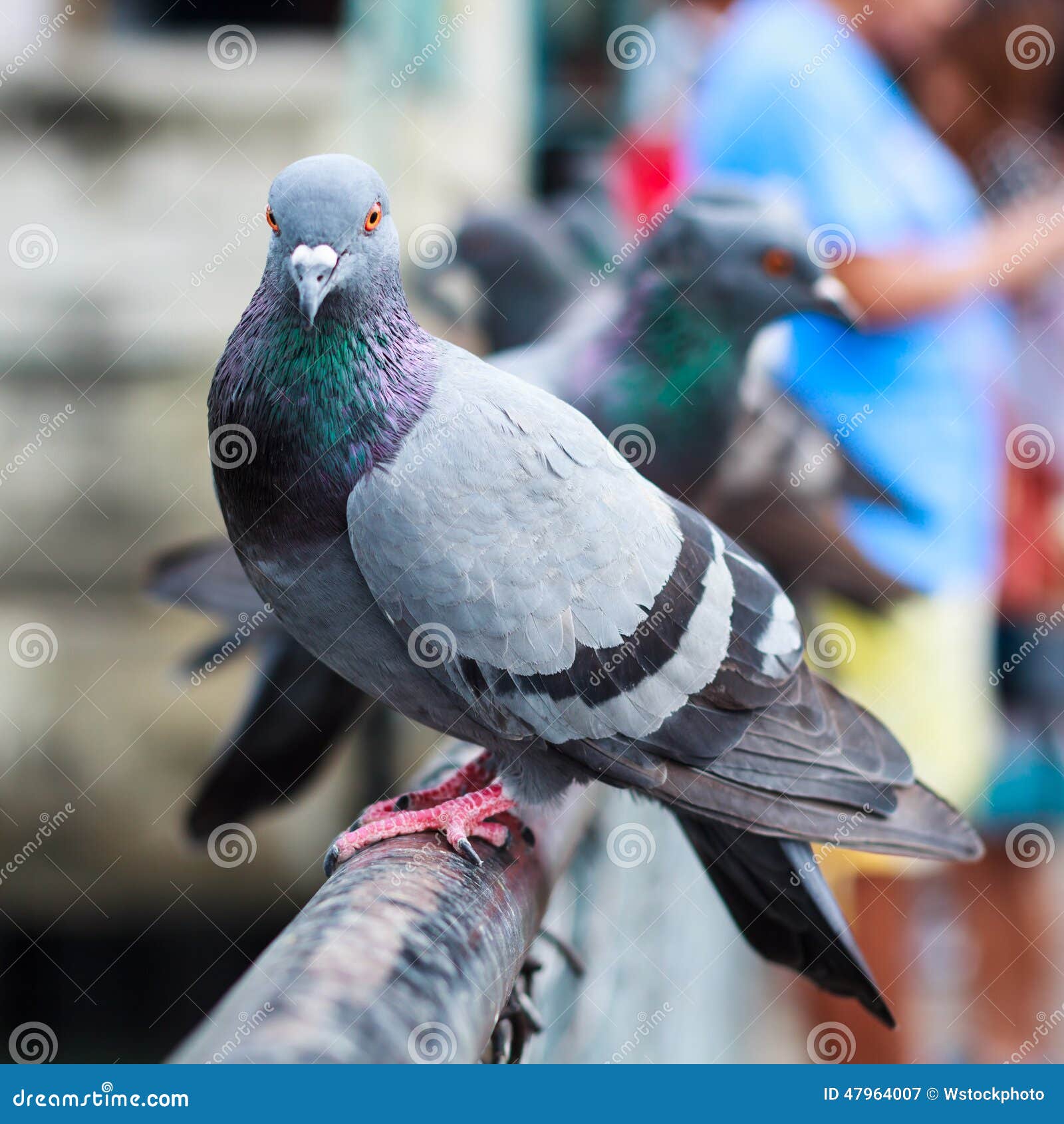 Pigeon perch on a Rack stock image. Image of peace, black - 47964007