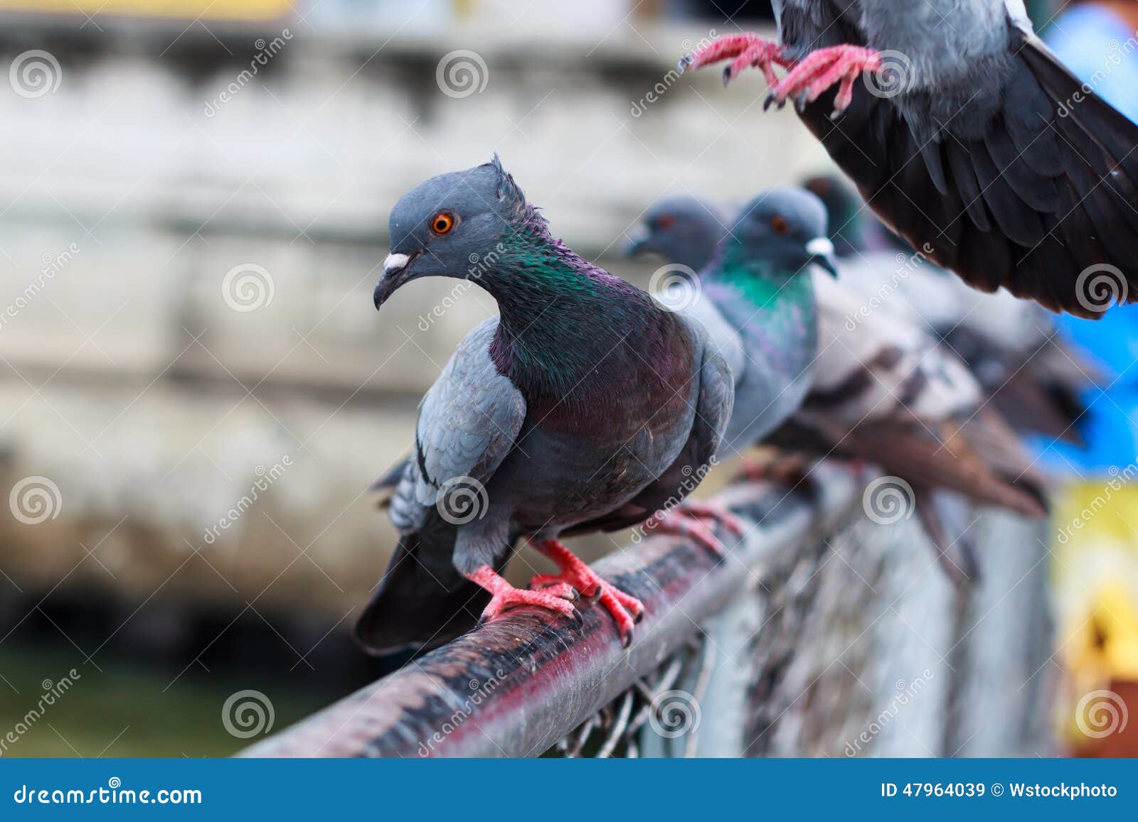 Pigeon perch on a Rack stock image. Image of grey, bird - 47964039