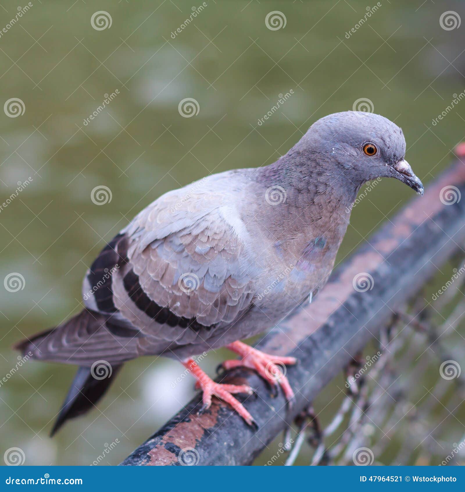 Pigeon perch on a Rack stock image. Image of black, protection - 47964521