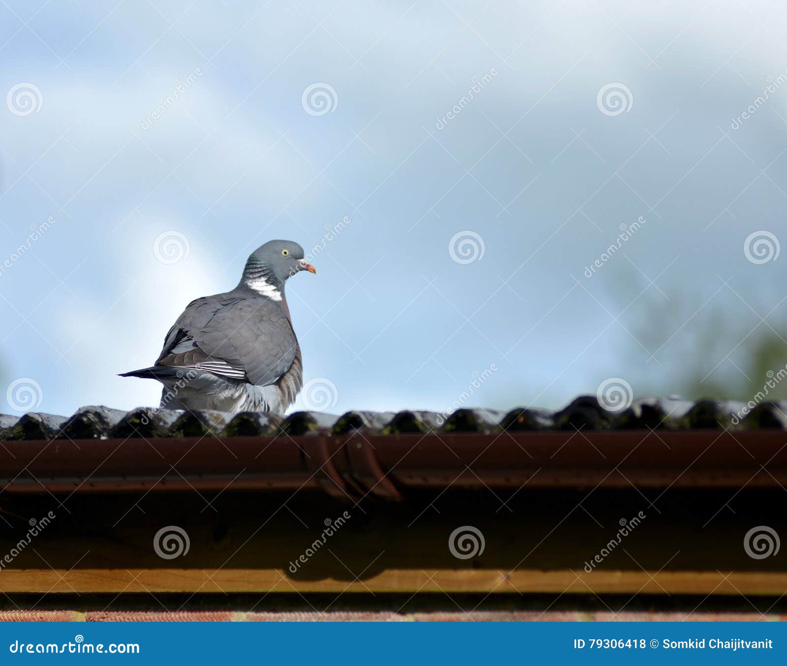 Pigeon Perch on the Roof of the House Stock Photo - Image of feral ...