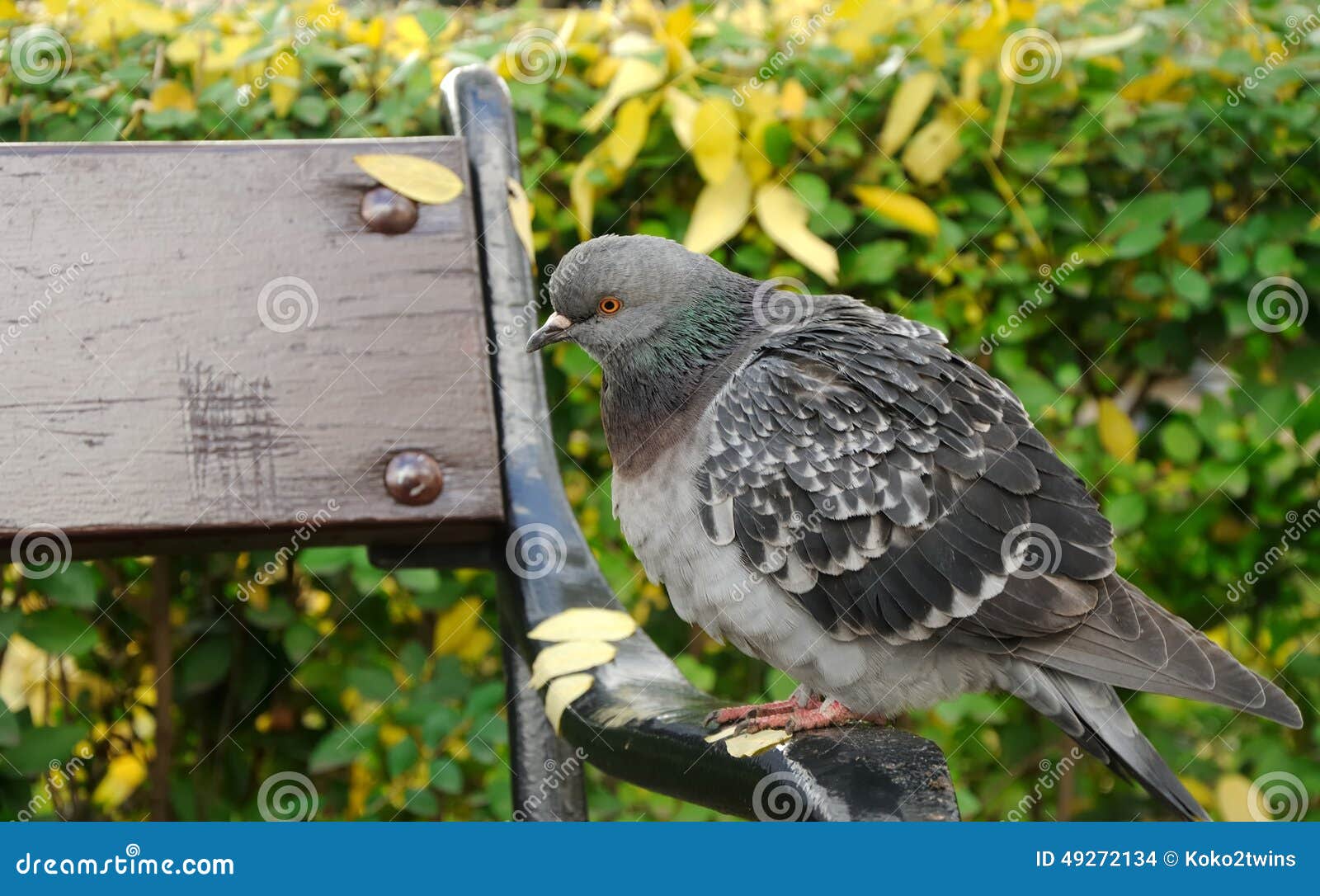 Pigeon perched on a bench stock photo. Image of outside - 49272134