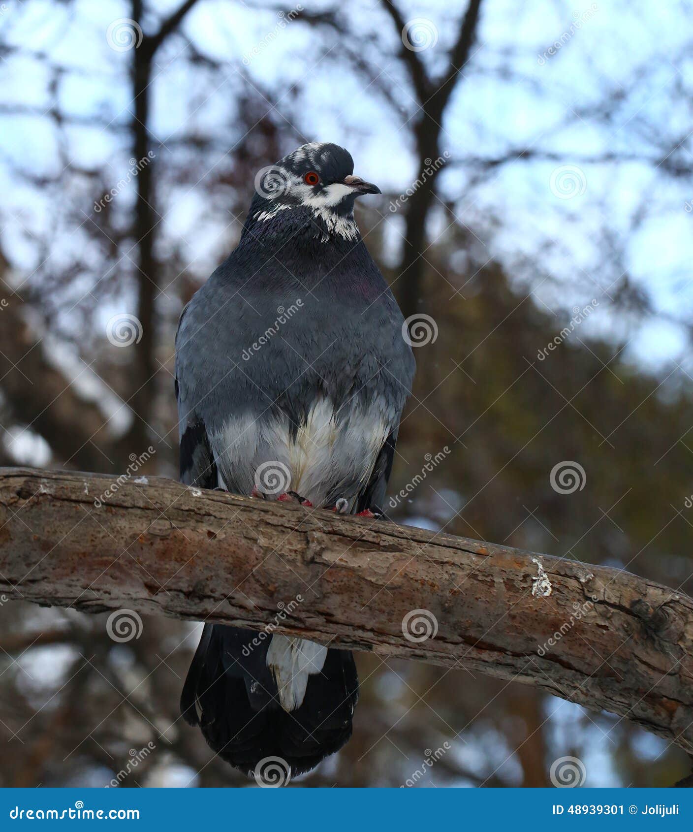 Pigeon stock image. Image of black, feathers, blurs, horizontal - 48939301