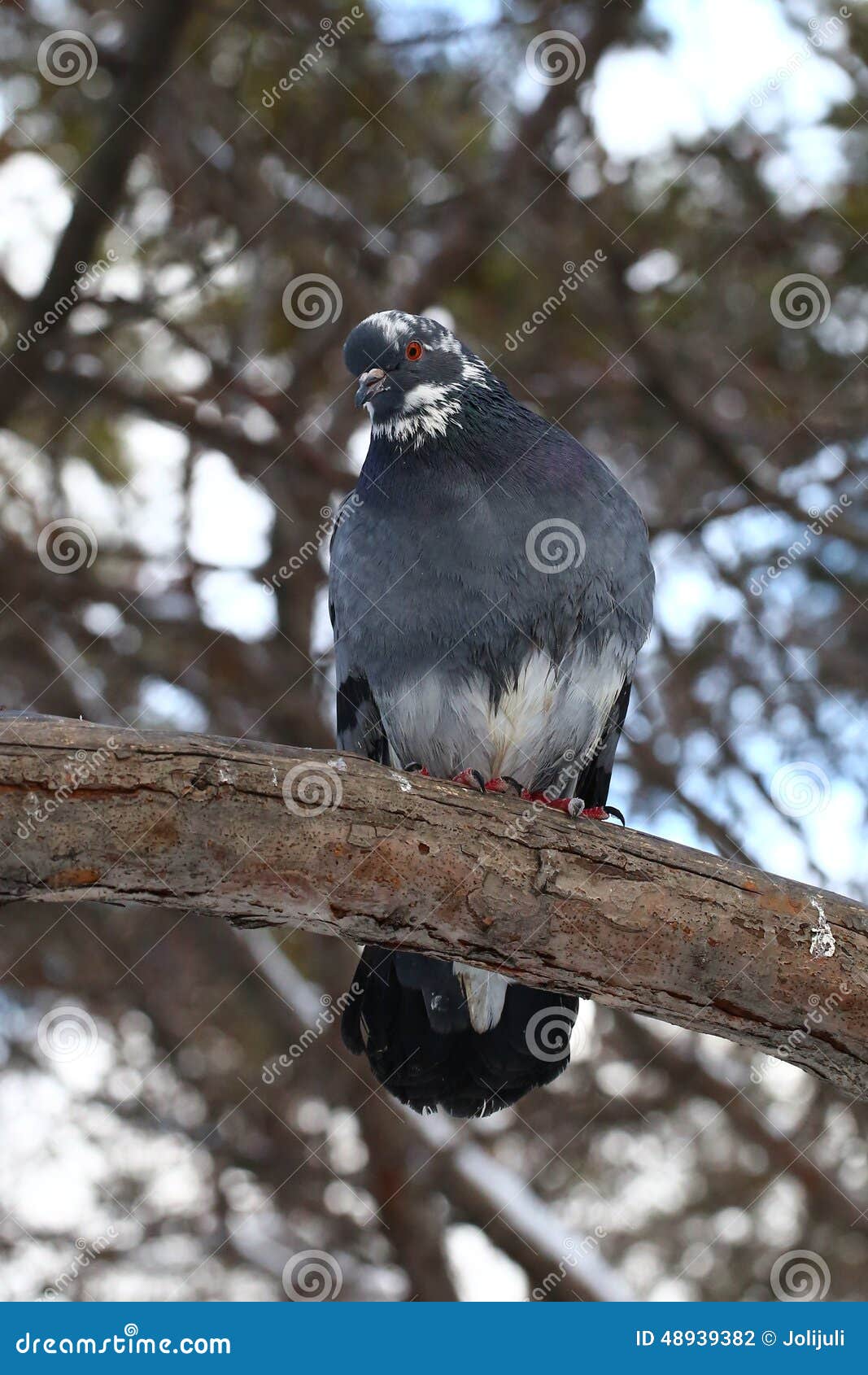 Pigeon stock photo. Image of grasp, feathers, branchs - 48939382