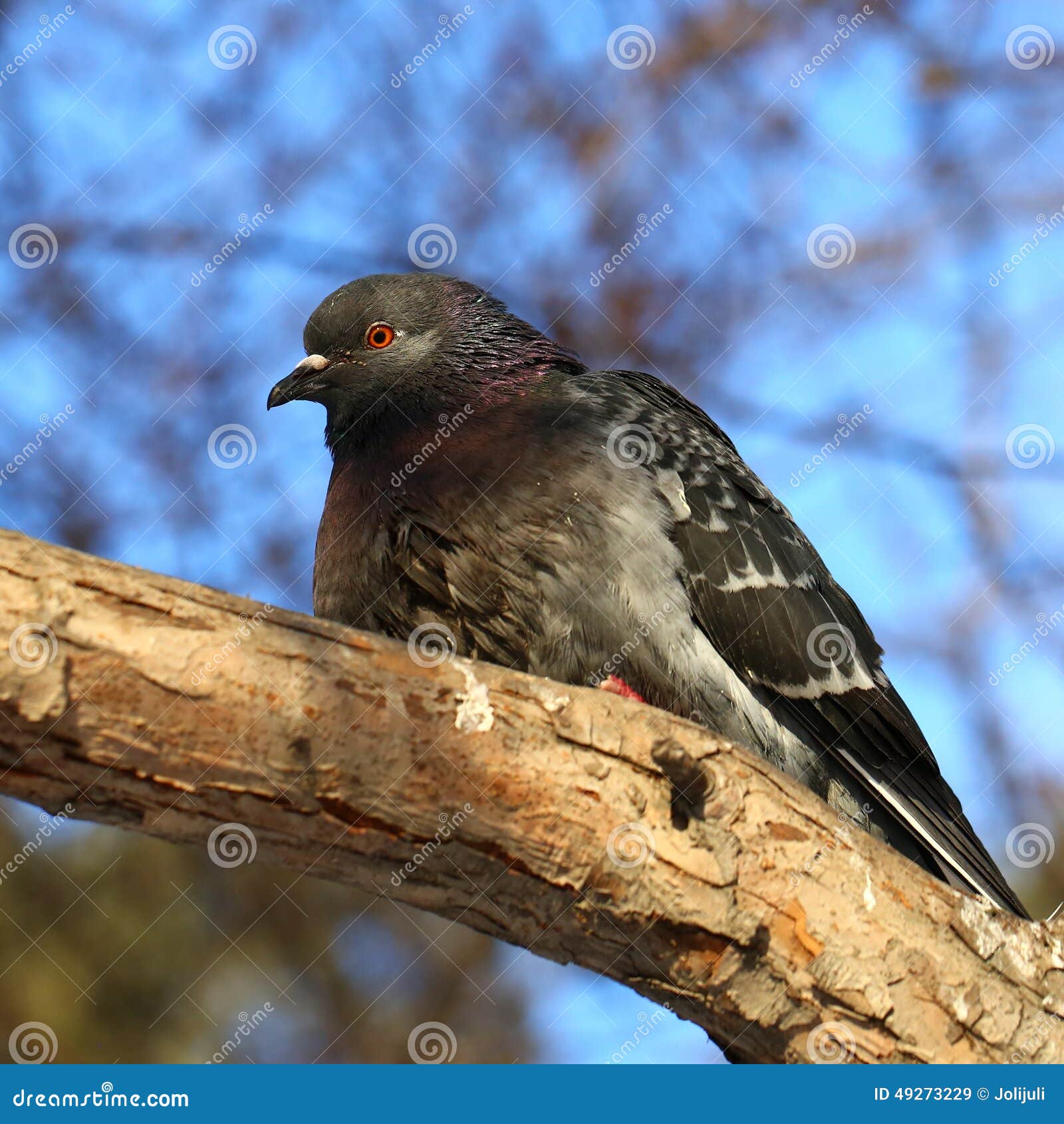 Pigeon stock image. Image of beautiful, january, feathers - 49273229
