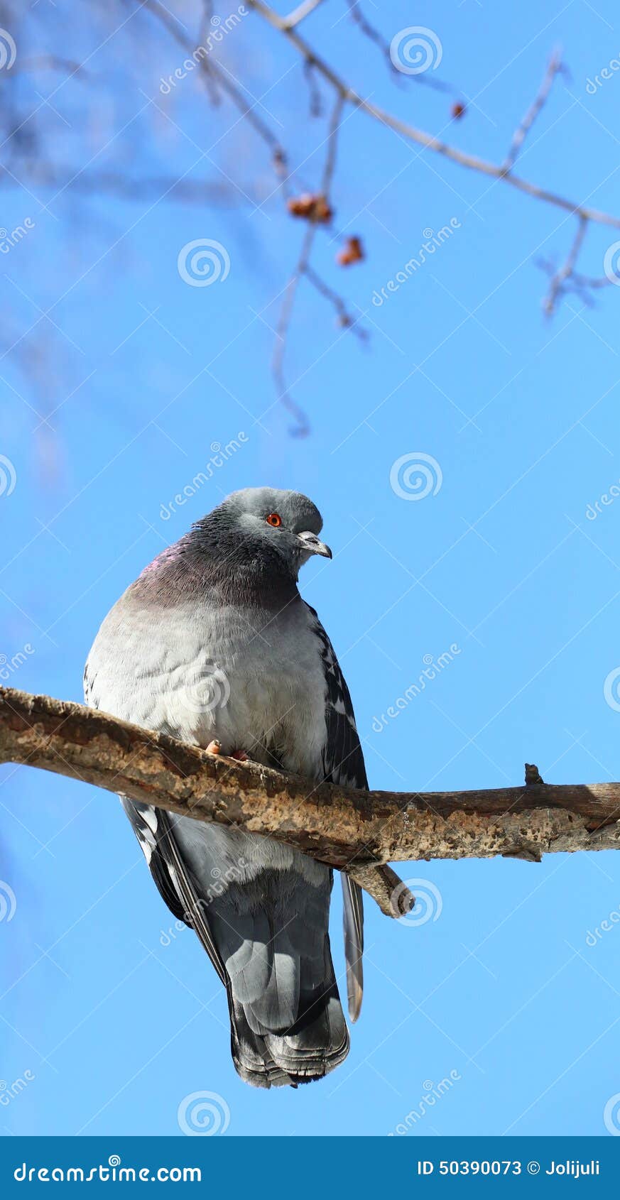 Pigeon stock image. Image of bare, bird, beak, grasp - 50390073