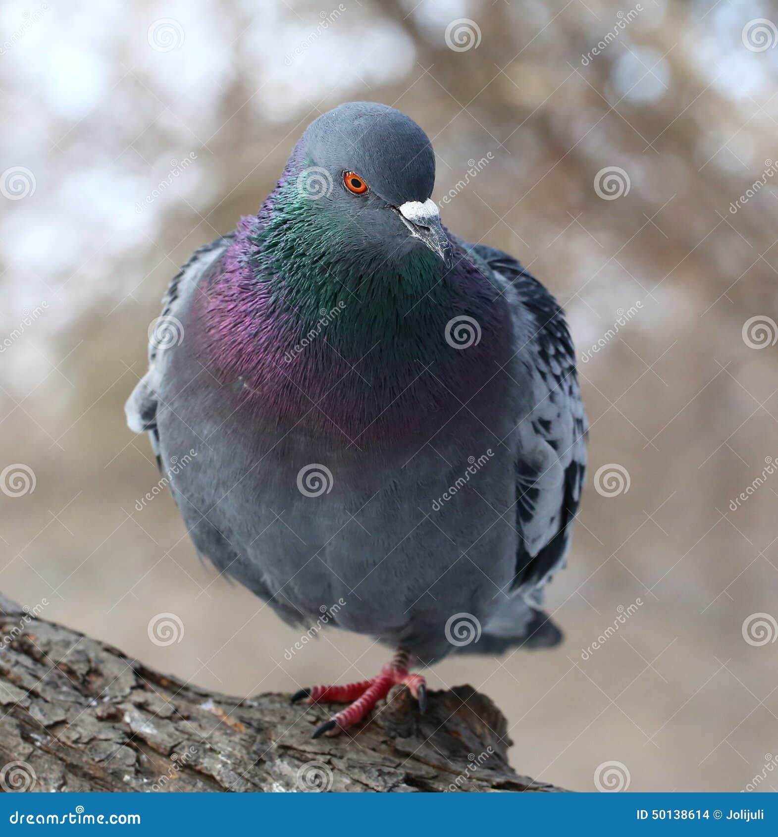 Pigeon stock photo. Image of dream, frame, birds, blurs - 50138614