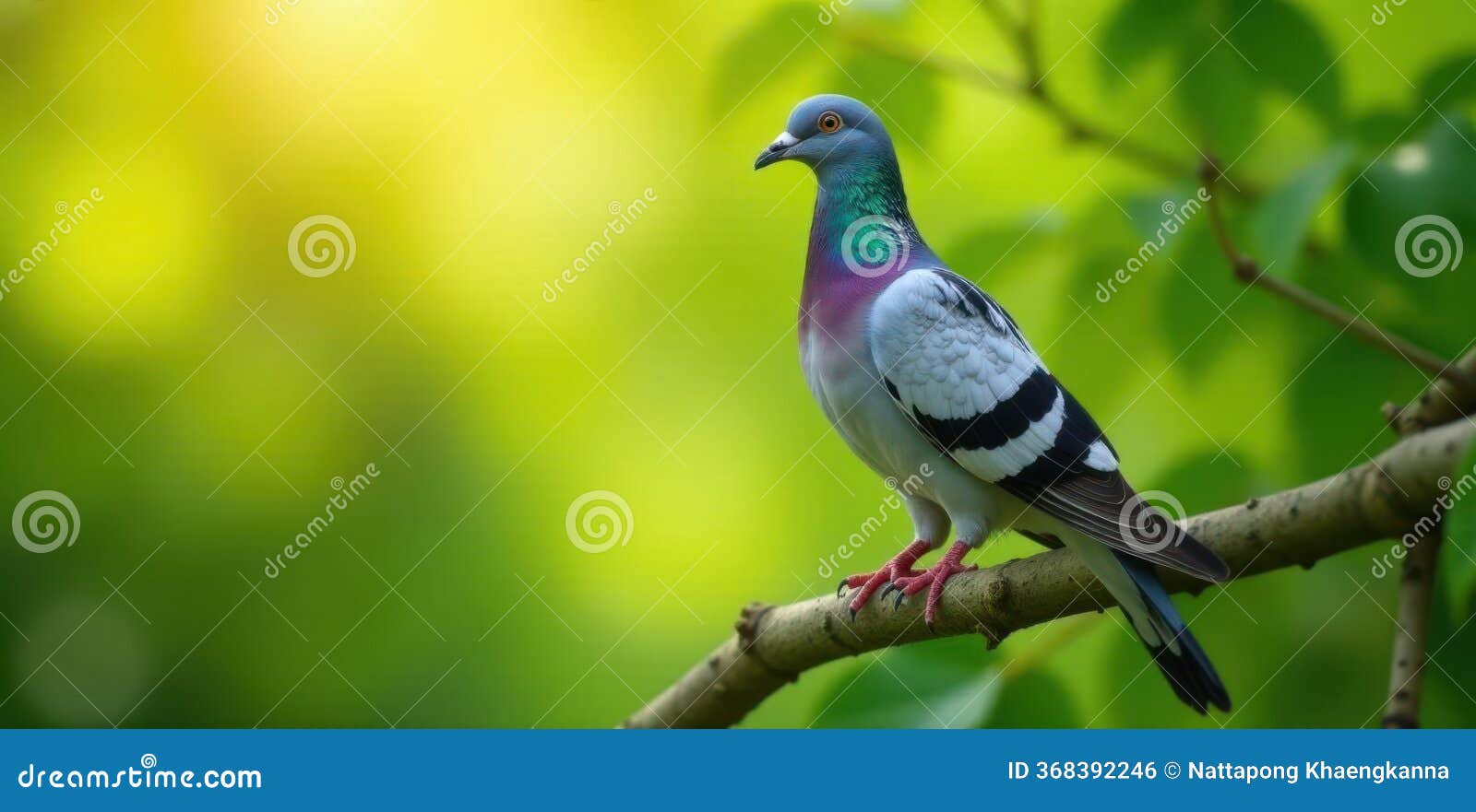 Animal Tree Of Life, Illustrated Taxonomy Chart Stock Photography ...