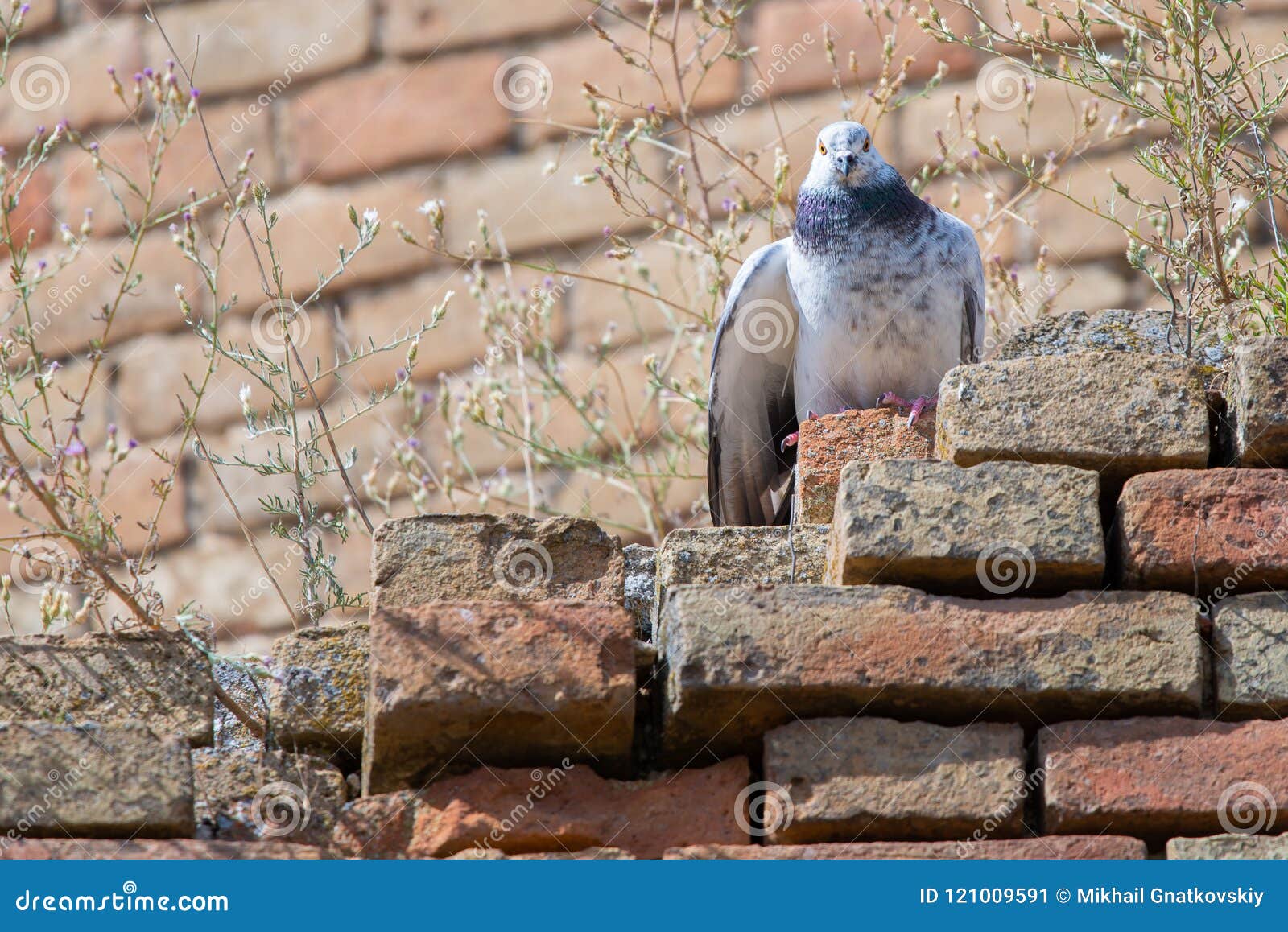 A Pigeon Perched on Old Brick Wall Stock Image - Image of birdy ...