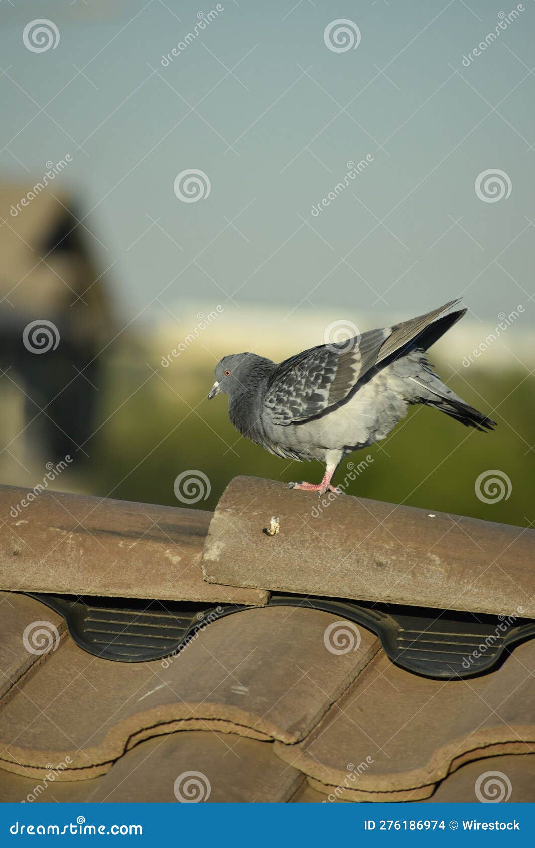 Pigeon perched on a roof stock photo. Image of wildlife - 276186974