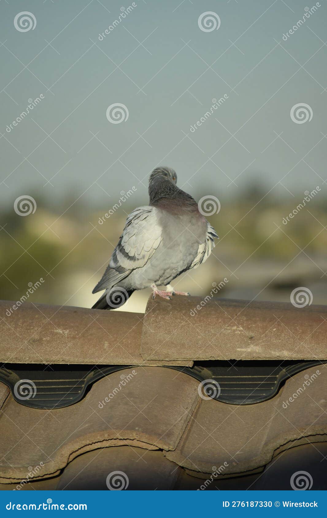 Pigeon perched on a roof stock photo. Image of avian - 276187330