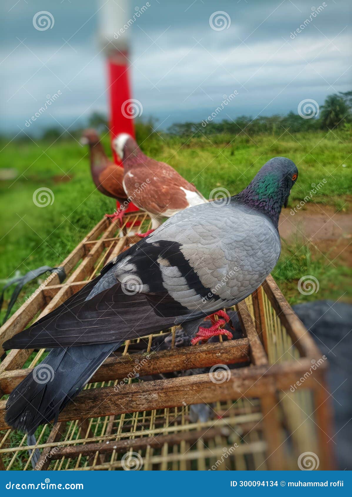 Pigeon photo stock photo. Image of beak, nature, feather - 300094134