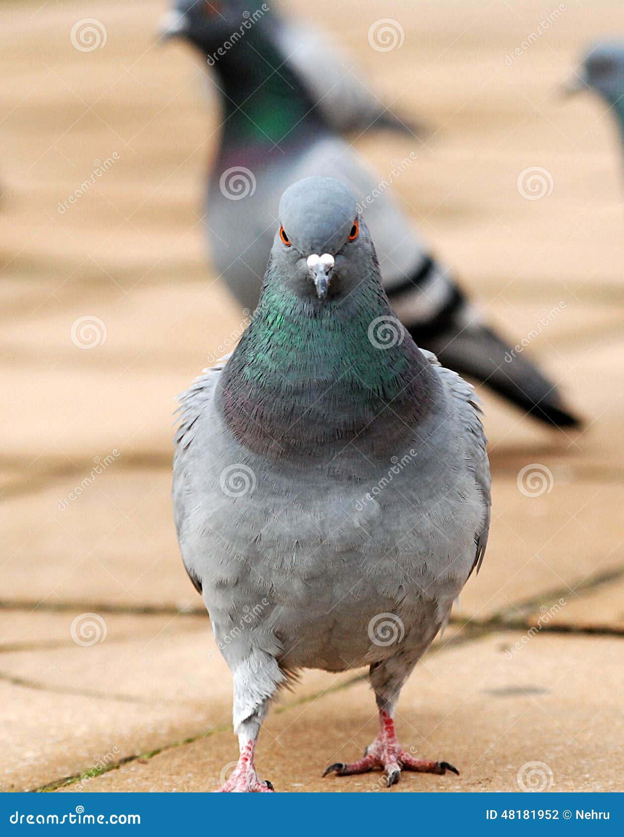 Pigeon stock photo. Image of pidgeon, bird, wings, camera - 48181952