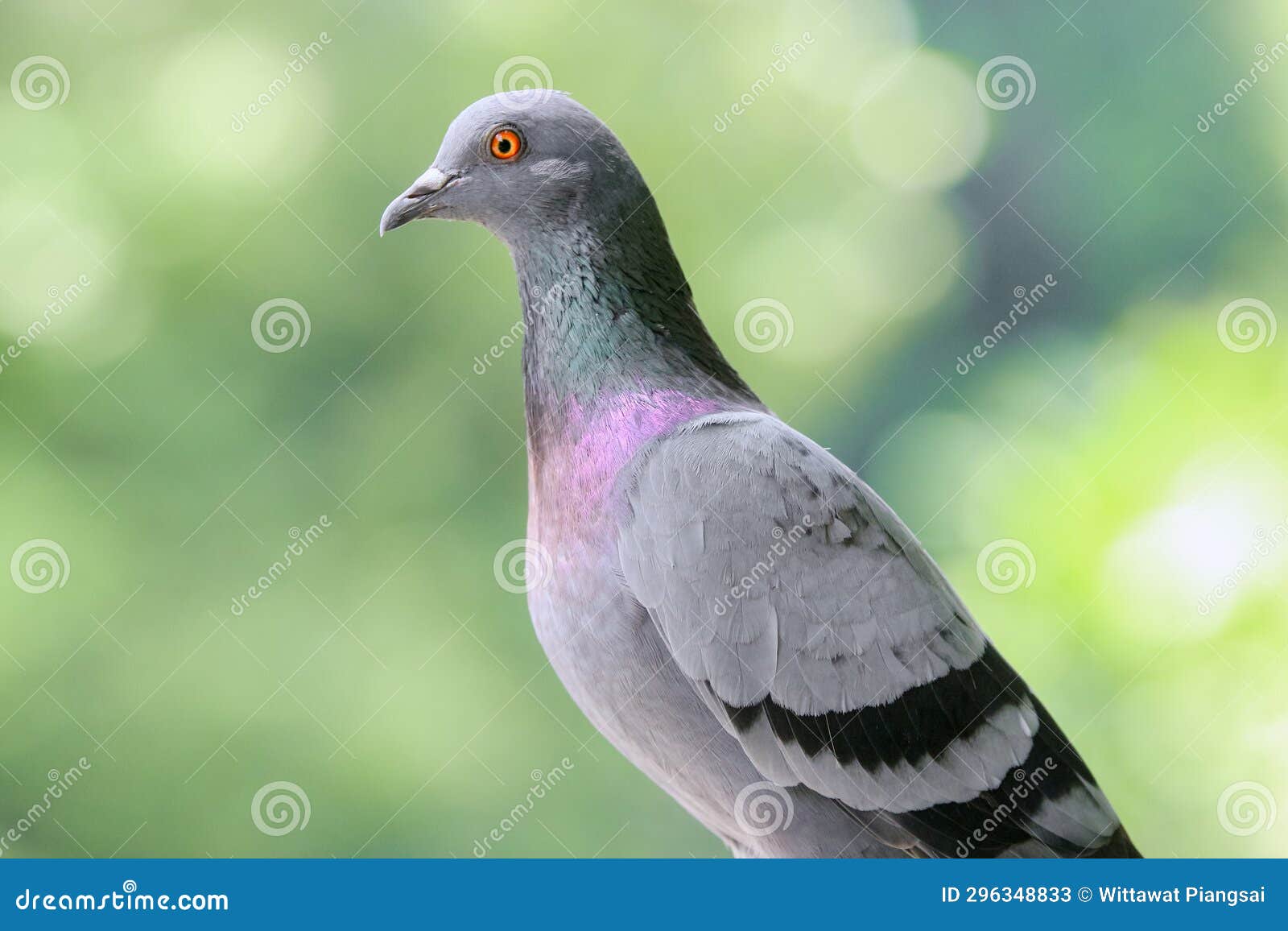 Pigeon stock image. Image of green, finch, pigeon, beak - 296348833