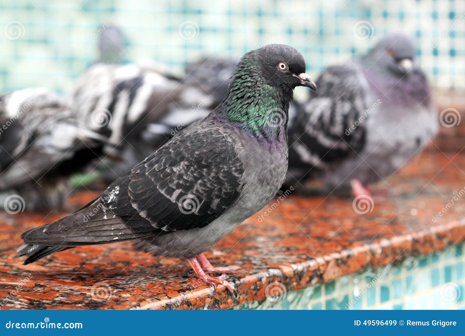 Pigeon - RAW format stock image. Image of bird, grey - 49596499