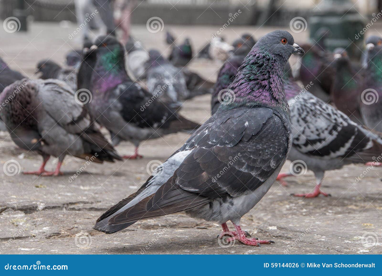 Pigeon stock photo. Image of spread, bird, flight, nature - 59144026