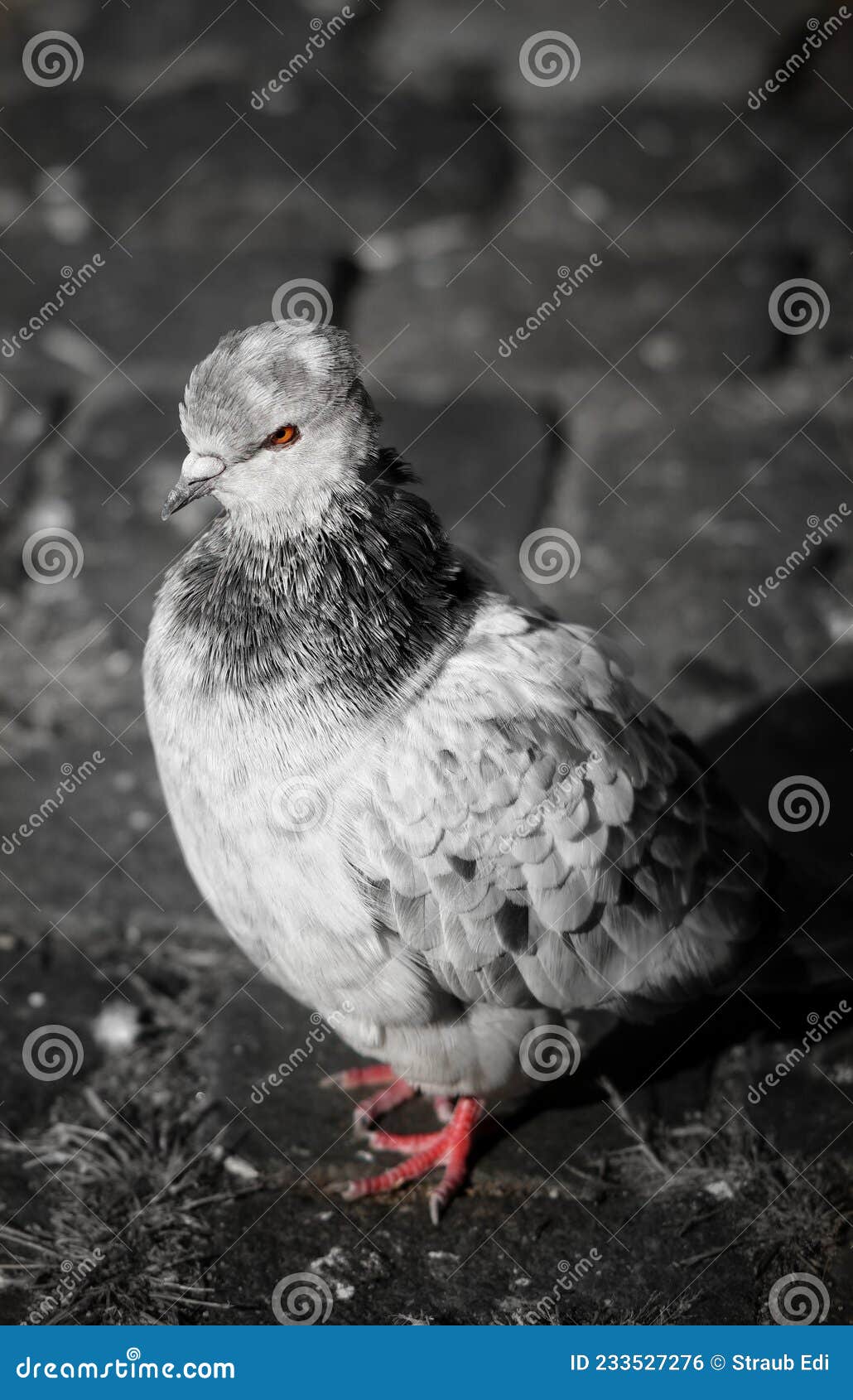 Pigeon playing Angry birds stock photo. Image of looking - 233527276