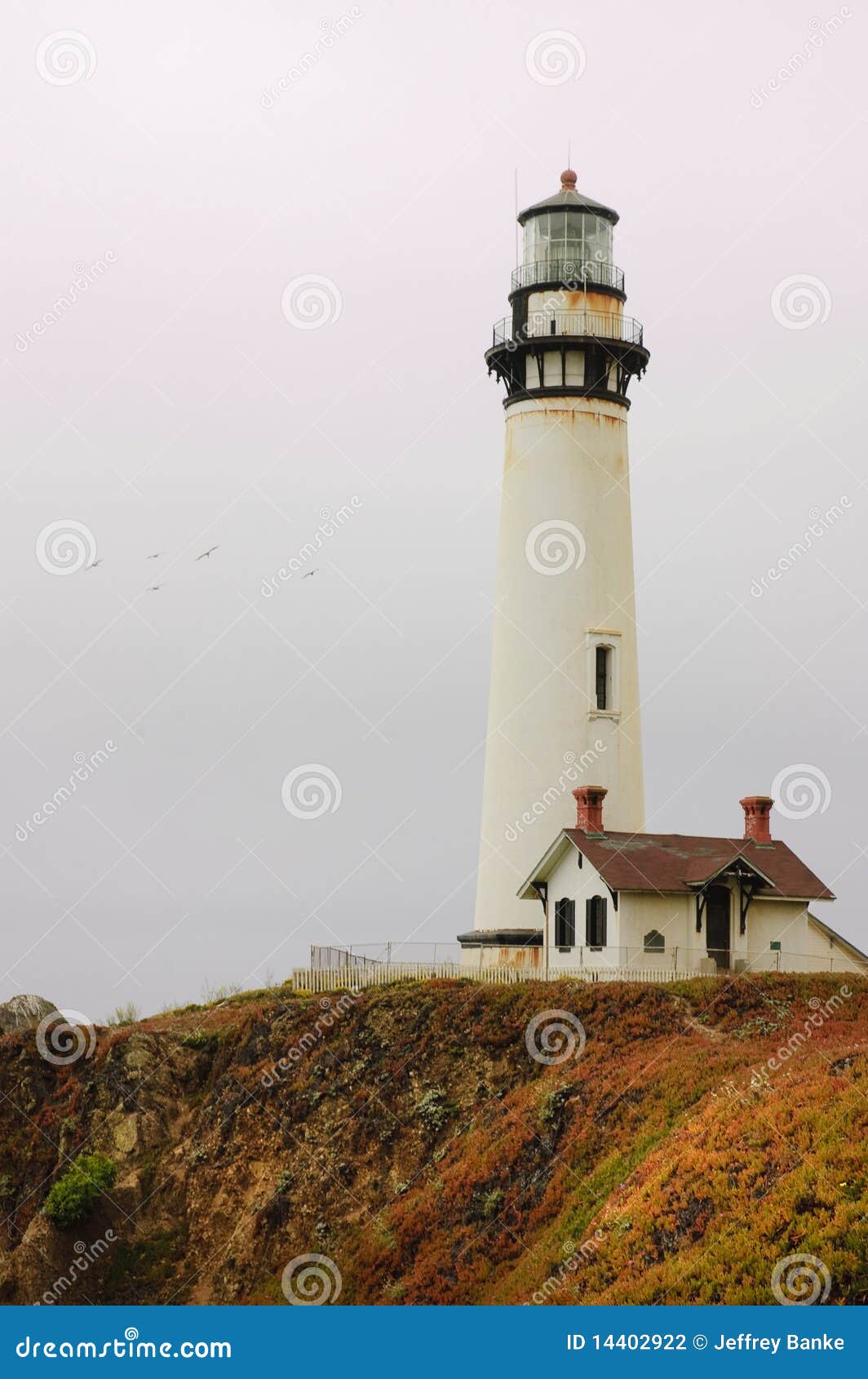 Pigeon Point Lighthouse stock photo. Image of gulls, bank - 14402922