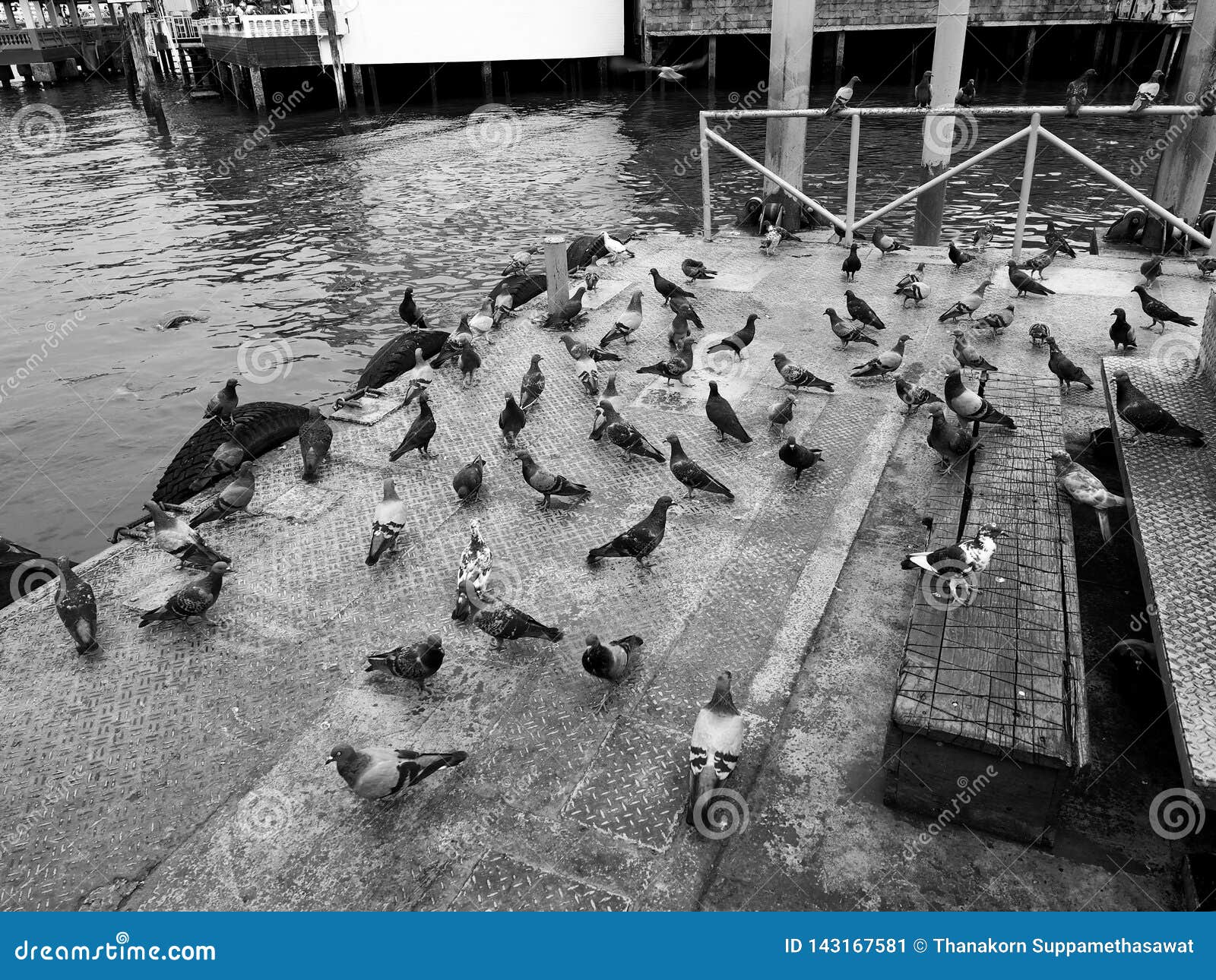 Pigeon in the Port stock image. Image of elegance, park - 143167581