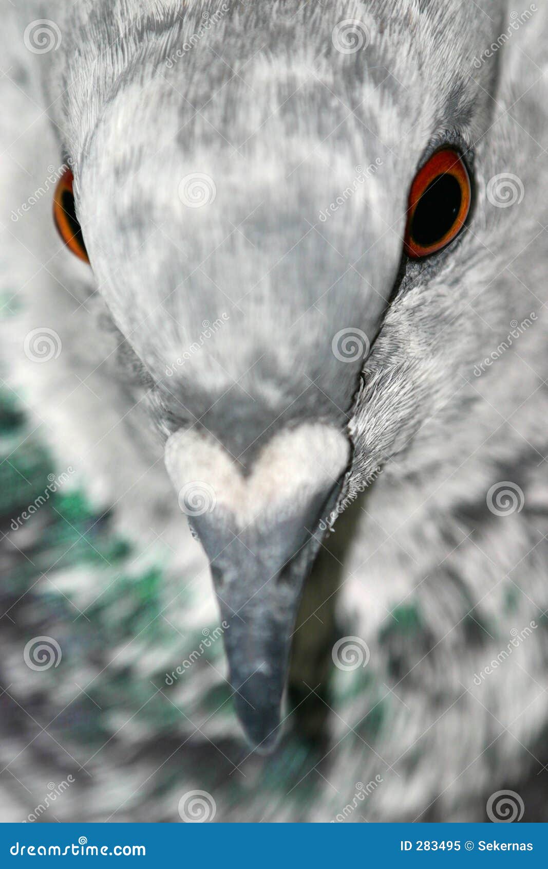 Pigeon portrait stock image. Image of pigeon, face, closeup - 283495