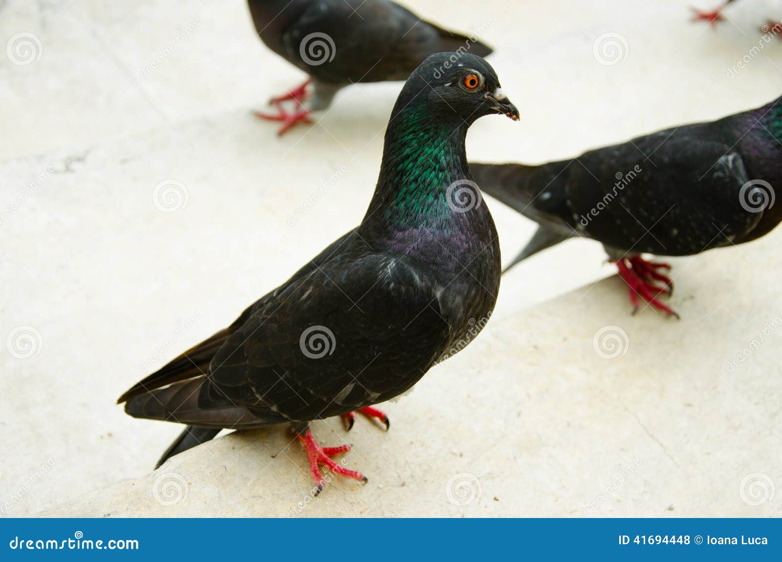 Pigeon stock photo. Image of bird, biscuit, hand, claws - 41694448