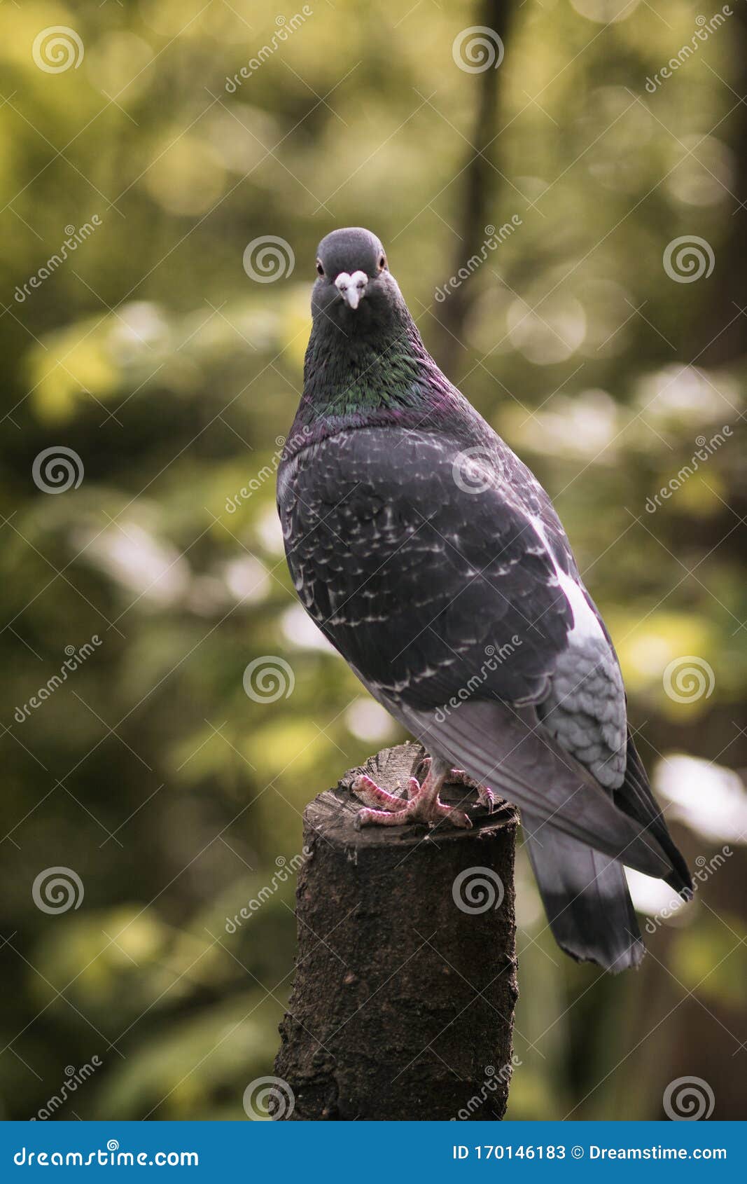 Pigeon Posing For A Photo. Front View Of The Face Of Pigeon Face To ...