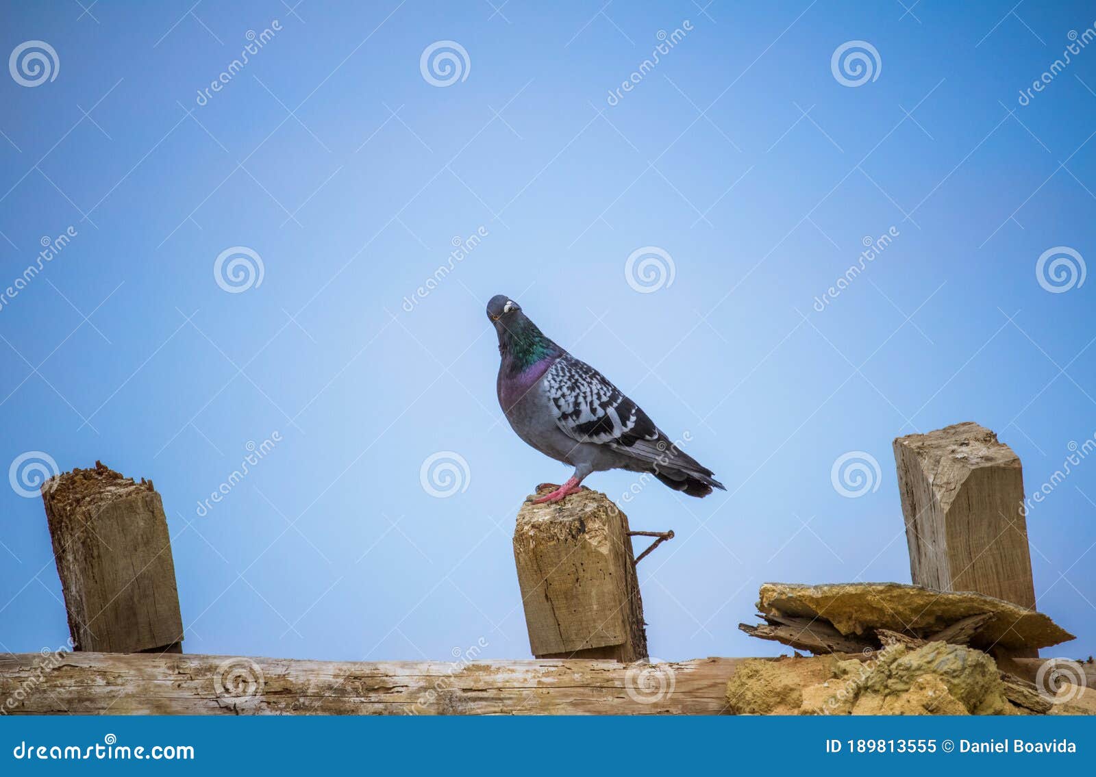 A Pigeon Posing To the Camera Stock Image - Image of wood, pigeon ...