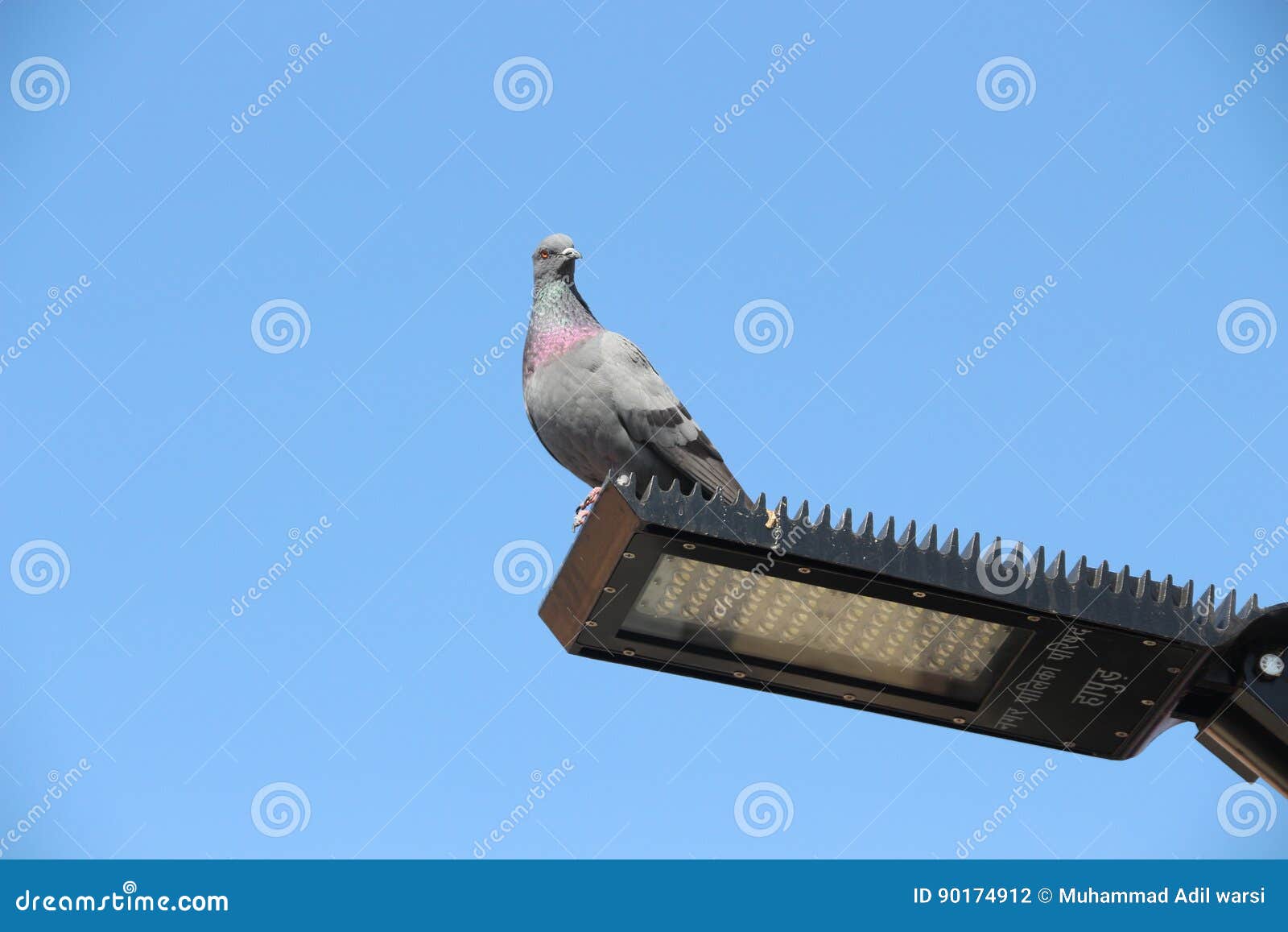 Pigeon stock photo. Image of shot, afternoon, street - 90174912