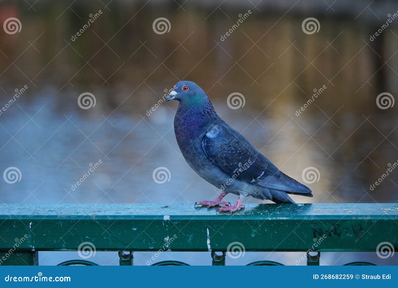 Pigeon Profile on the Bridge Stock Image - Image of bridge, sparrow ...