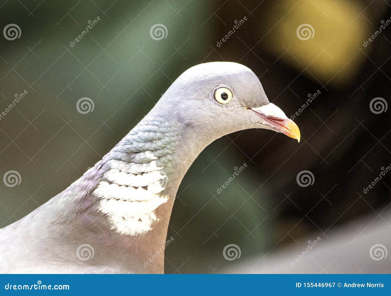 Pigeon Profile stock image. Image of watching, gormless - 155446967