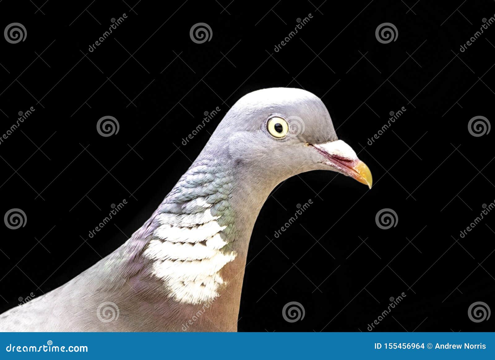 Pigeon Profile stock photo. Image of pigeon, bird, profile - 155456964