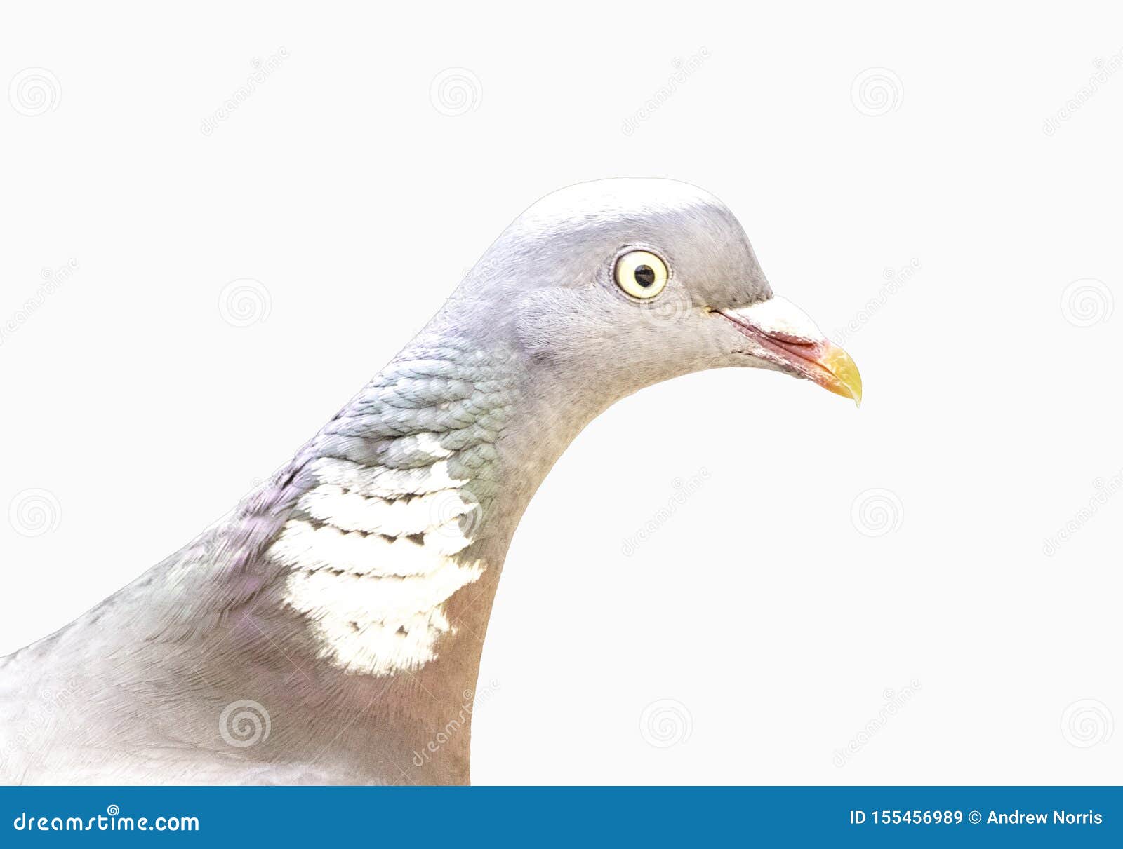 Pigeon Profile stock image. Image of side, staring, pigeon - 155456989