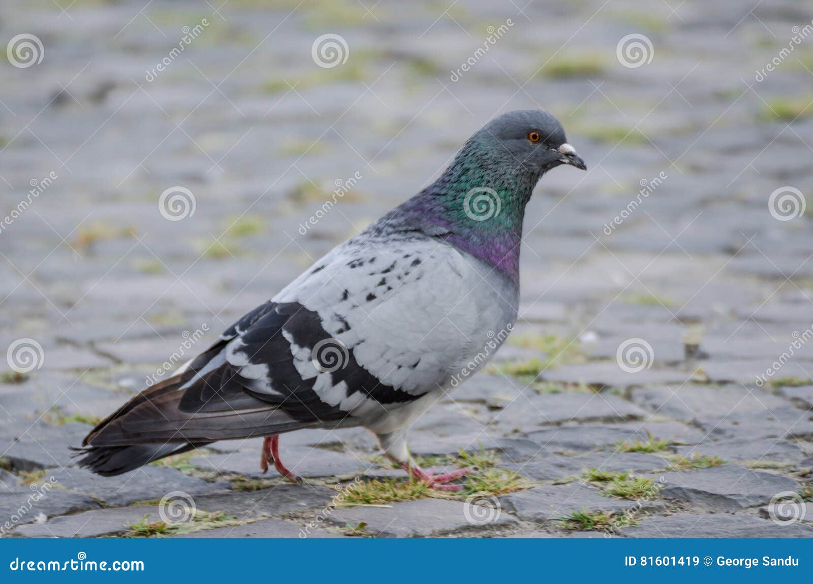Pigeon profile stock image. Image of bird, pavement, square - 81601419