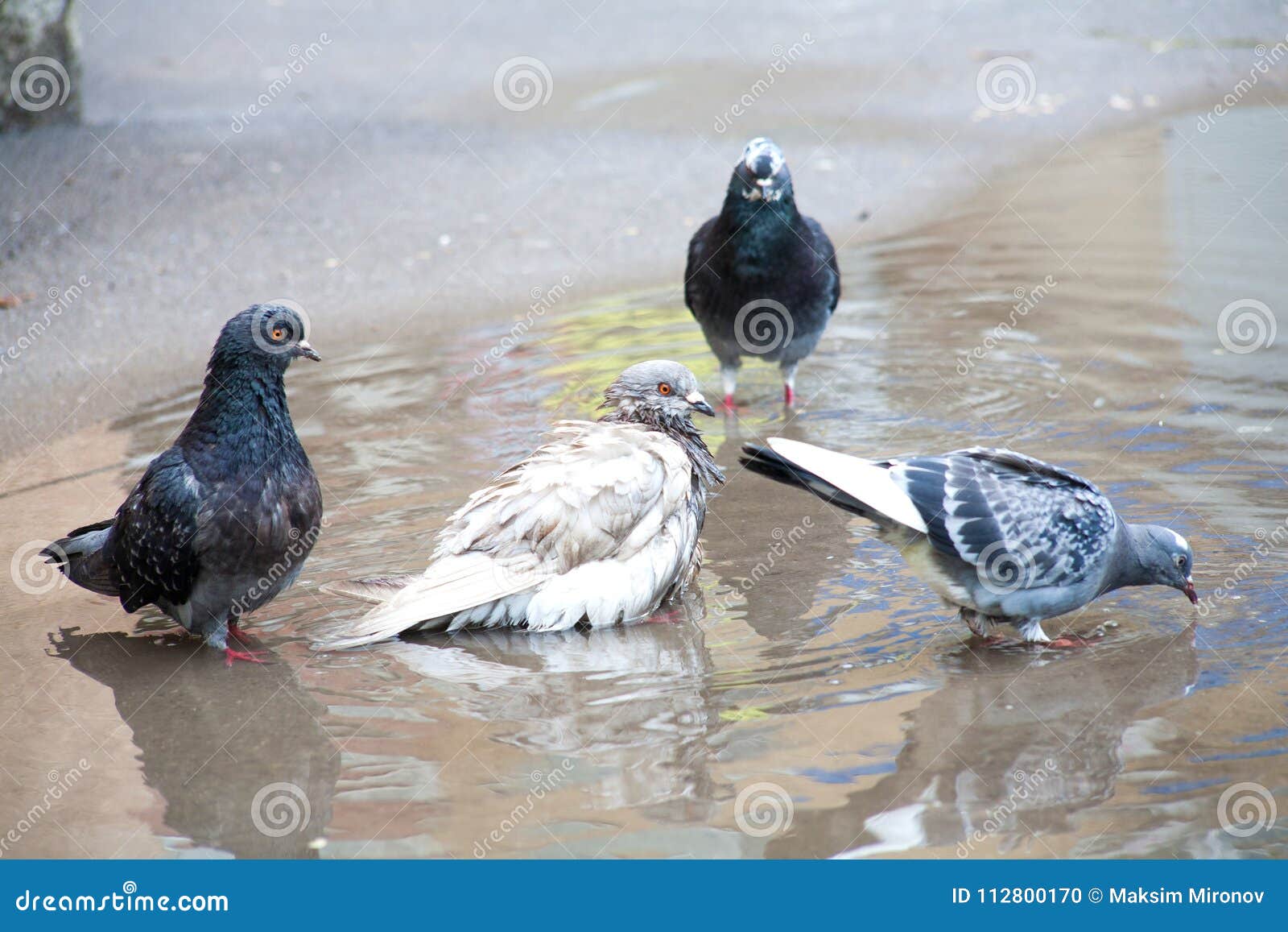 Pigeon in a Puddle.bird Walk in a Puddle Stock Photo - Image of grey ...