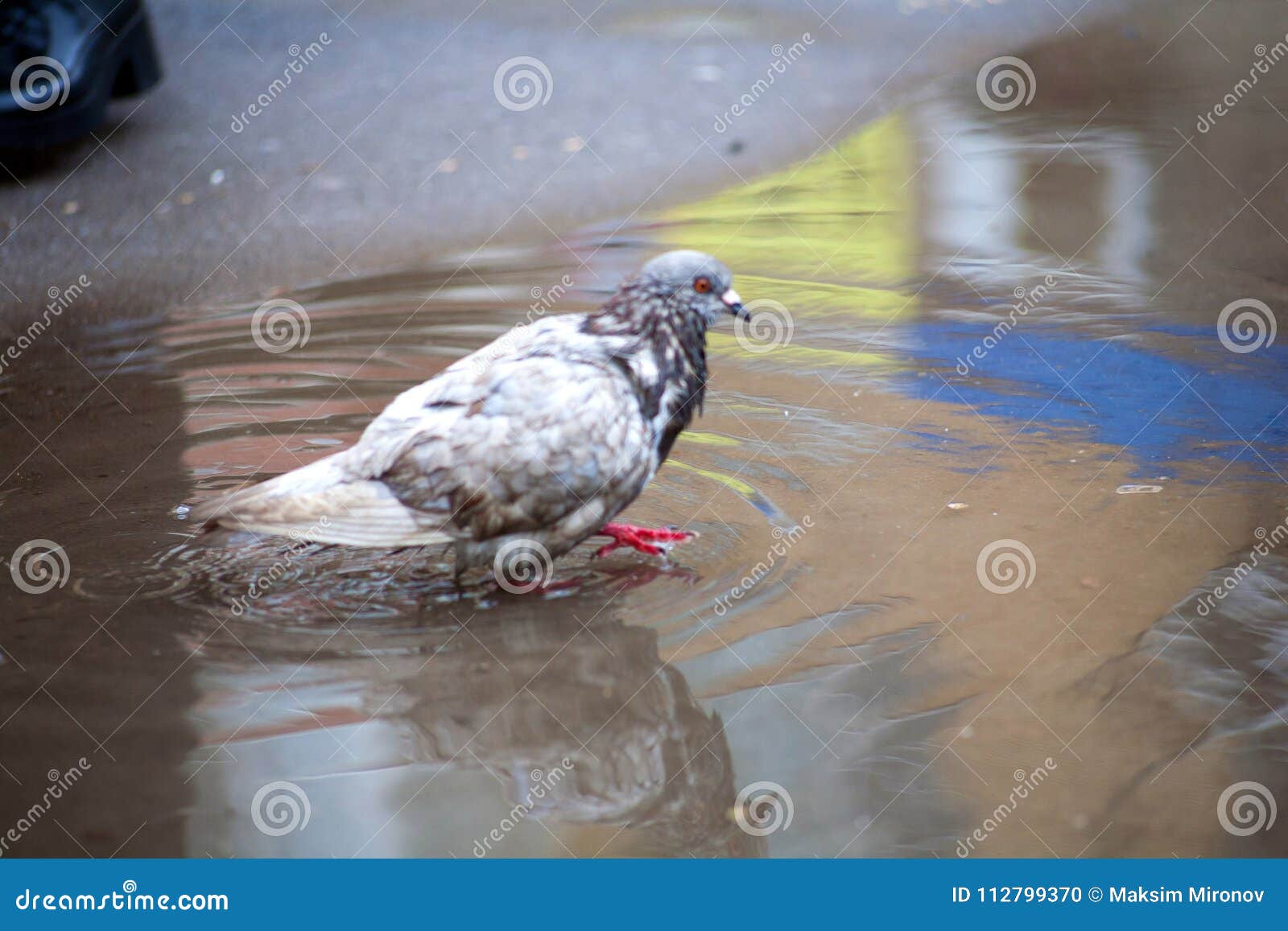 Pigeon in a Puddle.bird Walk in a Puddle Stock Photo - Image of puddle ...