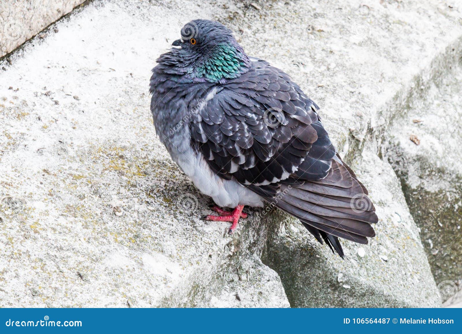 A Pigeon stock image. Image of vermin, habitat, zoology - 106564487