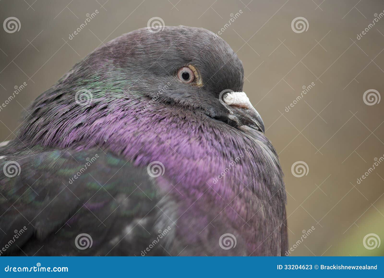 Pigeon stock image. Image of female, purple, head, isolated - 33204623